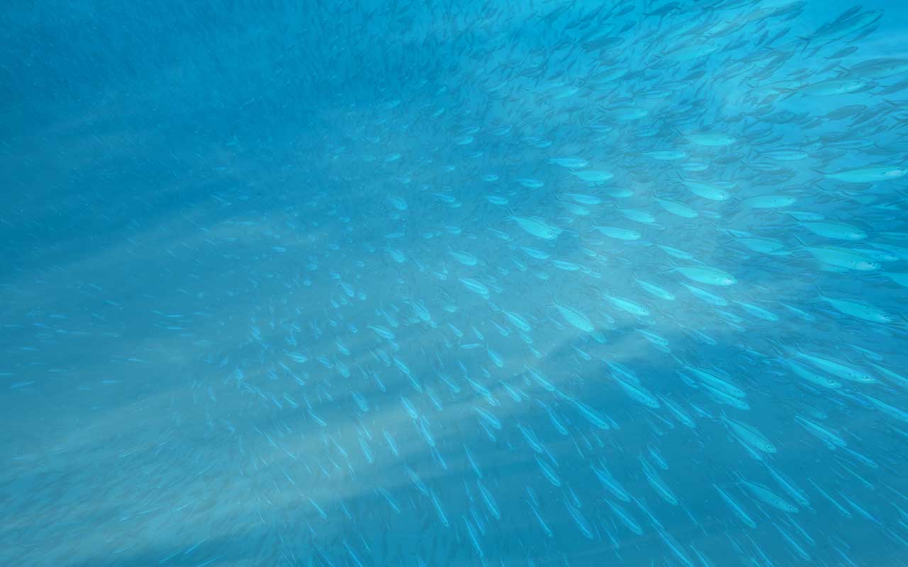 High Resolution Oceanographic Forecasts | TIMEZERO